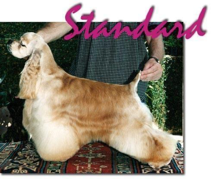 The Standard for the acs - American Cocker Spaniel